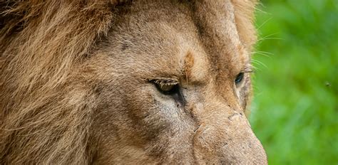 Clouded Leopard Characteristics Diet Facts And More Fact Sheet