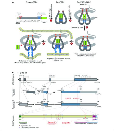 A Maturation Process Of Tgf β B Upper Panel Genomic Structure Download Scientific