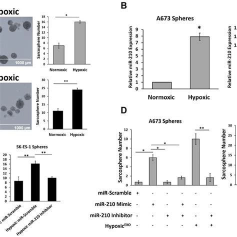 Mir 210 In Hypoxic Exo Increase Ews Sphere Formation A Sphere Assay