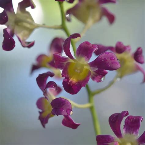Wholesale Dendrobiumoncidium Hybrids Orchid Blooming Plants Amthai
