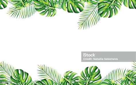 사실적인 열대 잎과 수채화 매끄러운 테두리 몬스테라 칼라듐 무화과나무 잎의 그림은 흰색 배경에 분리되어 있다 아름 다운 식물 손으로 그린 꽃 요소 디자이너 스파 장식 엽서