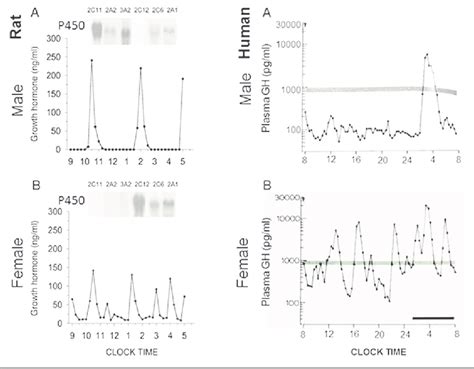 Sex Bias In Circulating GH Patterns In Rats And Humans Note That The Y Download Scientific