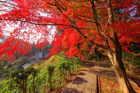 十輪寺 紅葉