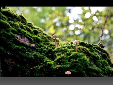 Spore And Cone Bearing Plants Vegetative Propagation Pptx Gardening Home And Garden