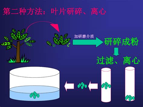 第五章 植物细胞培养技术第1 2节 课件 共57张ppt 《细胞工程》（高教版） 21世纪教育网 二一教育