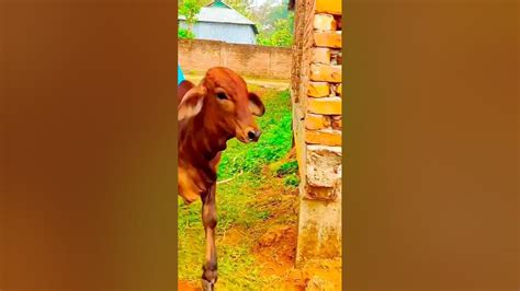 ব্রাহমা গরু পালন ও পরিচর্যা গরুর খামার Cow কৃষিওখামার রুপালী