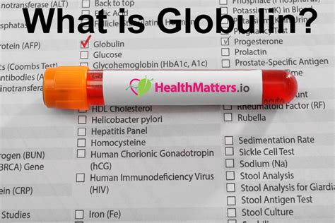 What Is Globulin Definition Function And Optimal Ranges