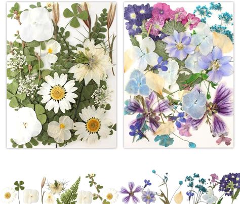 Buzidao 50pcs Pressed Flowers Dried Flowers For Beginners