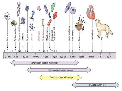 Compound Microscopy Ppt