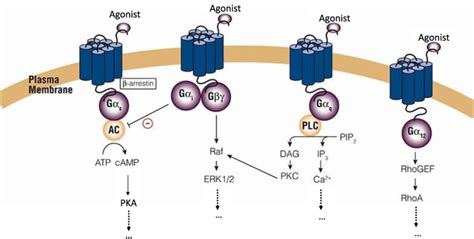 2 Schematic Simplification Of Gpcr Signaling Pathways Modified From Download Scientific