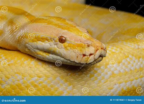 Albino Python On Black Background Stock Image Image Of Fang Active