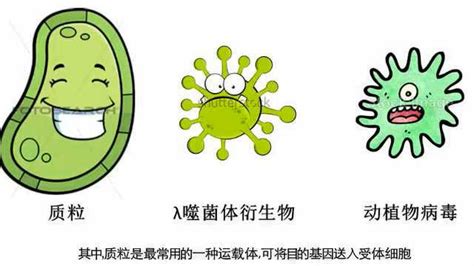 Dna重组技术的基本工具高清1080p在线观看平台腾讯视频