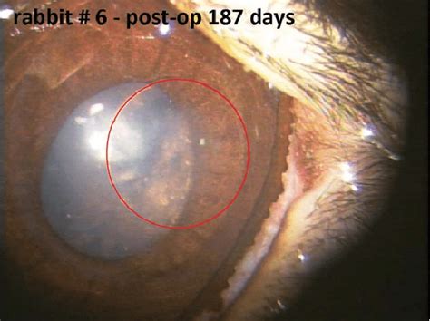 In Vivo Testing Results For The New Improved Hydrogels After Download Scientific Diagram