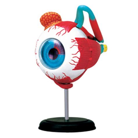 Buy Dbscd Human Organ Model Eye Ball Anatomy Model Detachable 32
