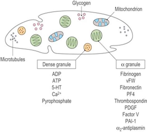 Structure And Function Of The Hematologic System Flashcards Quizlet