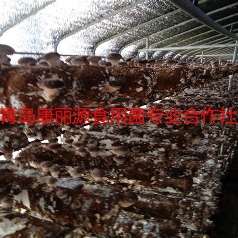 中国青岛出口加拿大美国蚝菇菌包平菇菌棒平菇菌包 阿里巴巴