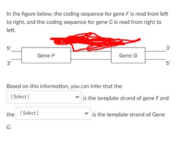 Answered In The Figure Below The Coding Sequence For Gene F Is Read From Left To Right And