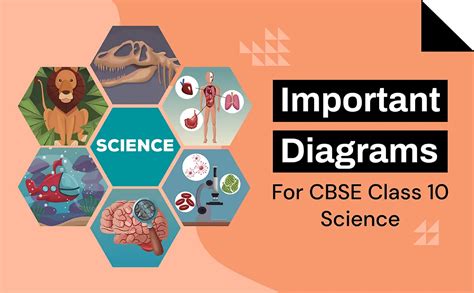 Important Diagrams For Cbse Class 10 Science Oswal Publishers