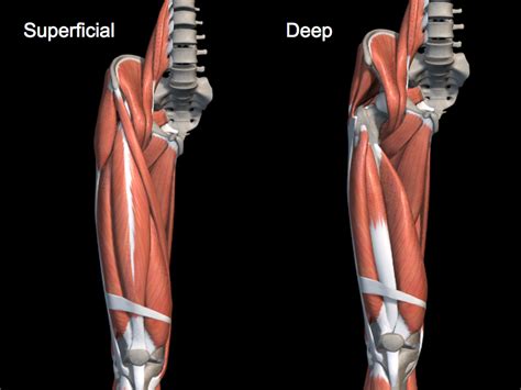 Biol 223 Lab 8 Muscles Anterior Thigh Diagram Quizlet