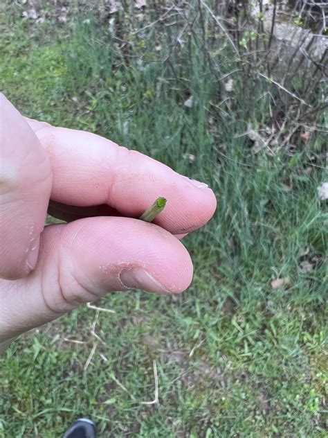 Western New York I Found This In Big Clumps By A Stream Its Got