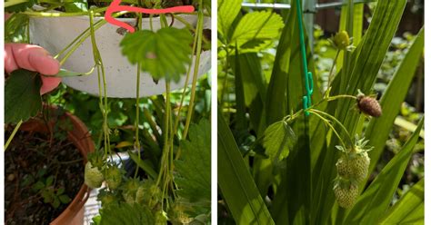 Plant Support Hook By Capsel22 Download Free Stl Model