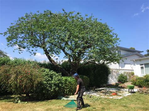 Tree Pruning Reasons And Timing