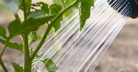 빨간 물을 깡통 온실 정원에 모종 토마토 식물에 물을주기 사진 Unsplash의 적시다 이미지