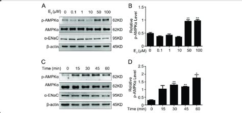 Estrogen Evokes Phosphorylation Of Ampk In Mpkccdc14 Cells A The