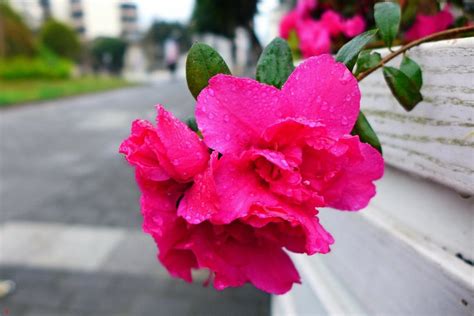 雨中即景 2 中关村在线摄影论坛