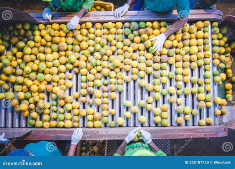 Top View Of Workers Sorting Out Oranges At A Fruit Processing Plant