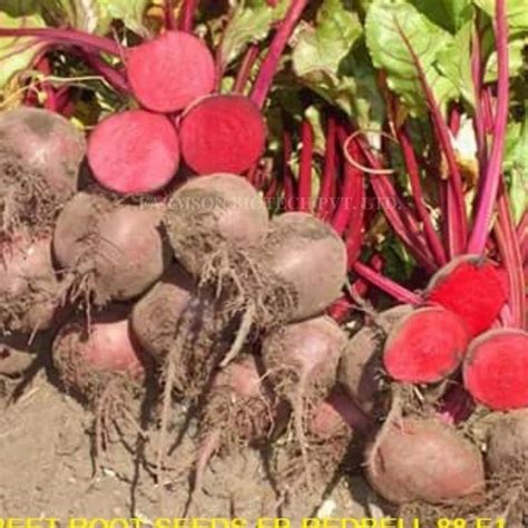Red Beetroot Seeds Vegetable Seeds Packaging Type Packet At Rs 268