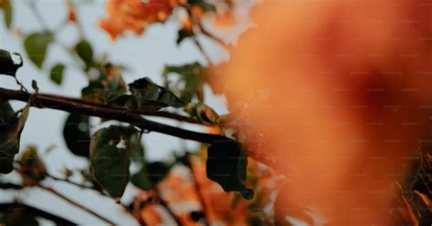 주황색 꽃과 녹색 잎이 있는 나무 사진 Unsplash의 꽃밭 이미지