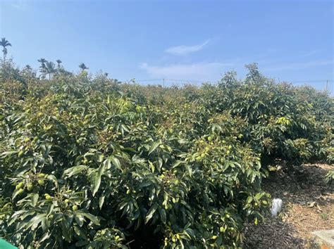 荔枝叫妃子笑：千年美名背后的甜蜜传奇 一亩田
