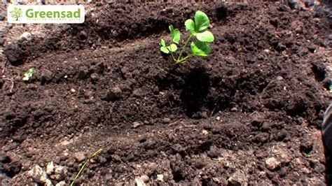 Как правильно сажать клубнику