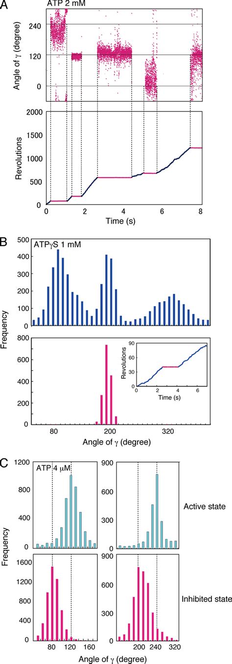Inhibited State Of Subunit Rotation A Angular Distribution Of A Bead Download Scientific