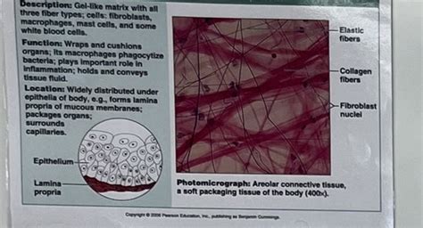 Connective Tissue Flashcards Quizlet