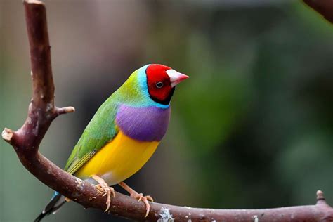 Native Birds Of Australia Birds Of Australia Australi