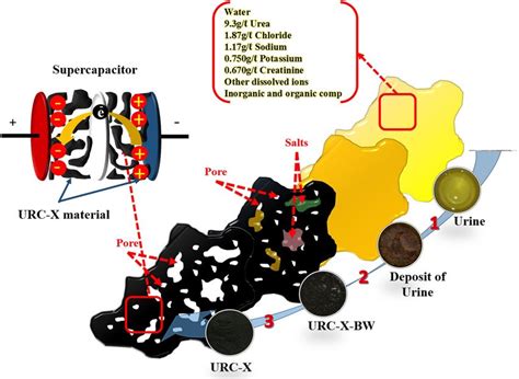 Schematic Illustration Of Porous Urc Synthesis Process From Human Download Scientific Diagram