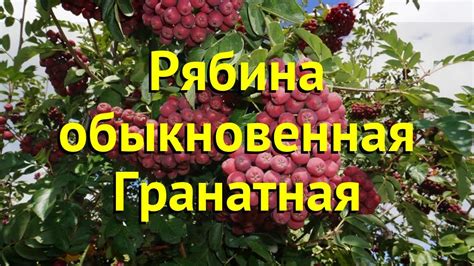 Рябина обыкновенная Гранатная. Краткий обзор, описание характеристик ...