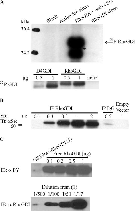 Src Phosphorylates Uncomplexed Rhogdi At Tyrosine 156 In Vitro A Src Download Scientific