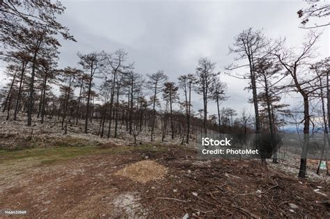 2022년 여름 동안 프리울리 베네치아 줄리아 지역 이탈리아 슬로베니아의 카르스트 고지대에서 발생한 거대한 화재의 여파에 대한 파노라마 전망이 발생했습니다 0명에 대한 스톡