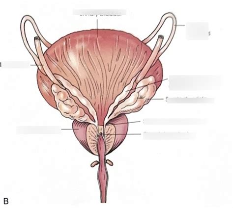 Posterior View Of Male Reproductive Diagram Quizlet