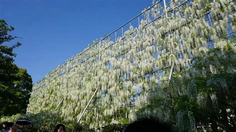 安了寺紫藤最新日本白色紫藤花 价格 图片 产地报价表 江苏沭阳长景园林苗木场