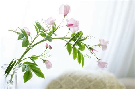 Видеоурок Душистый горошек