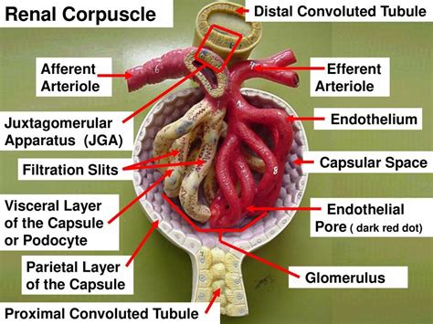 Medical Doctor Renal Corpuscle Consists Of A Glomerulus Facebook