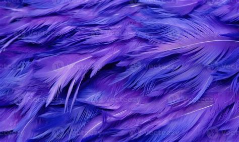 Feathers Soft Background Purple Bird Feathers For Banner Postcard