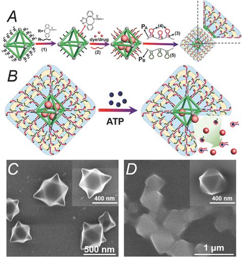 A Synthesis Of Atp‐responsive Dnapolyacrylamide‐hydrogel‐coated Nmofs