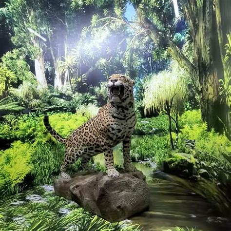 Природонаучен музей Черни Осъм Youtube