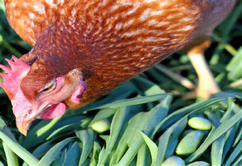 How Much Should Chickens Eat A Day