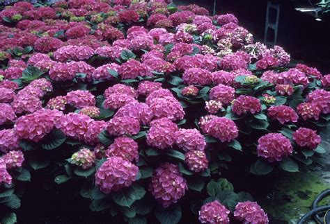 Hydrangea Macrophylla Big Leaf Hydrangea Siteone
